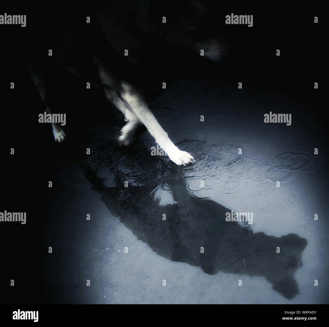 Reflection dog hi-res stock photography and images - Alamy