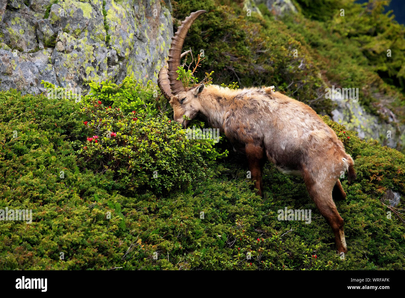 Ibex grazing hi-res stock photography and images - Alamy