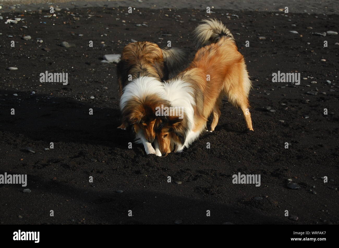 Rough collies hi-res stock photography and images - Alamy