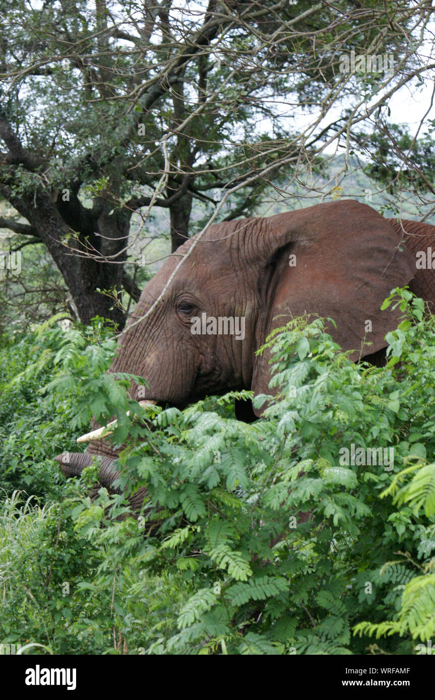Behind bushes hi-res stock photography and images - Alamy