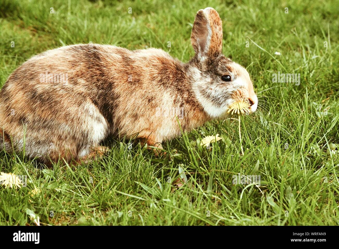 Running Rabbit Grass High Resolution Stock Photography and Images - Alamy