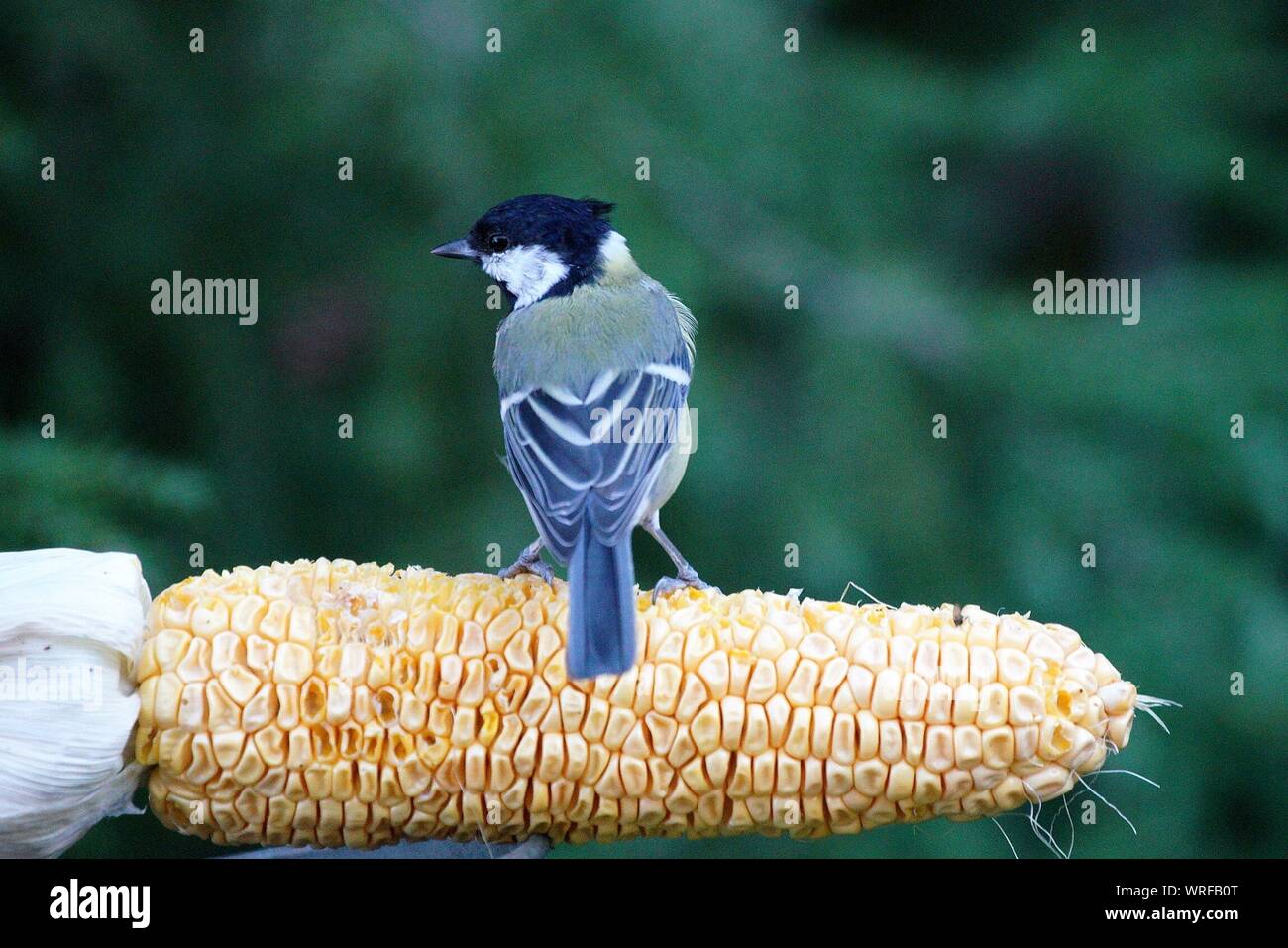 Bird Corn Cob High Resolution Stock Photography and Images - Alamy