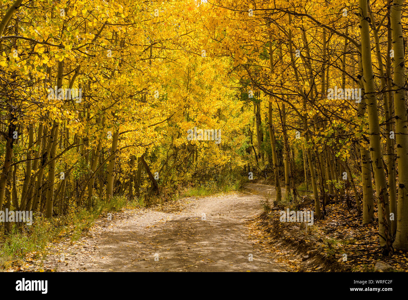 Autumn Trail - A sunny autumn afternoon view of a remote mountain trail ...