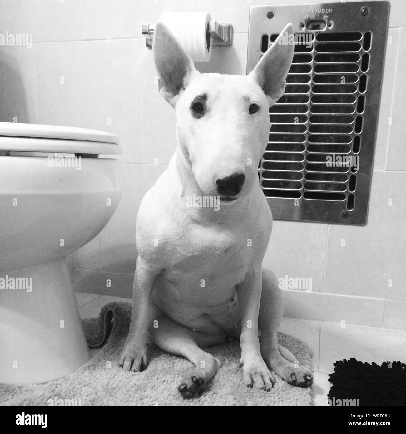 Dog toilet seat hi-res stock photography and images - Alamy