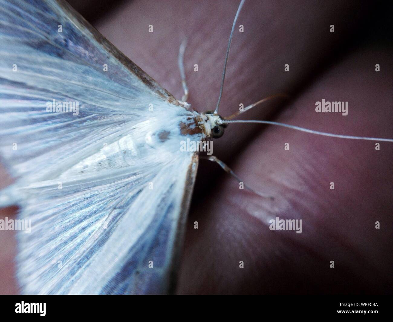 Person holding moth hi-res stock photography and images - Alamy