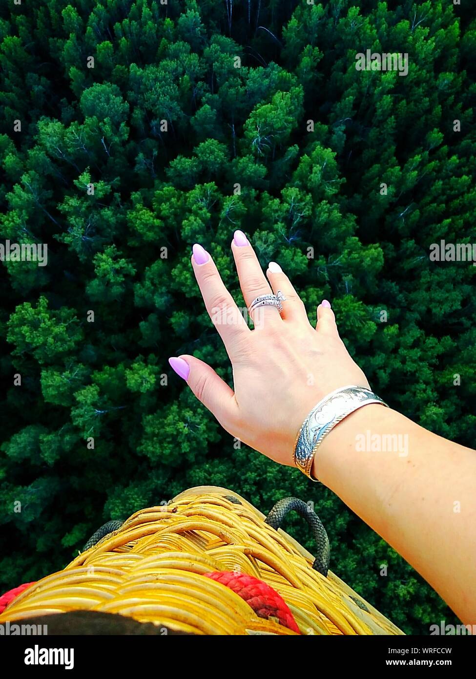 Human trees hi-res stock photography and images - Alamy