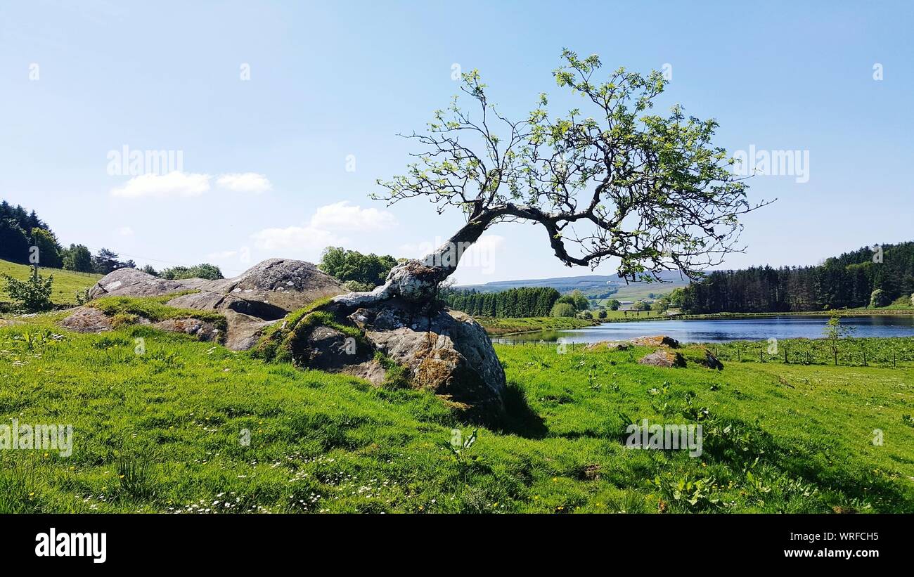 Tree Growing On Rock At Lakeshore Stock Photo - Alamy