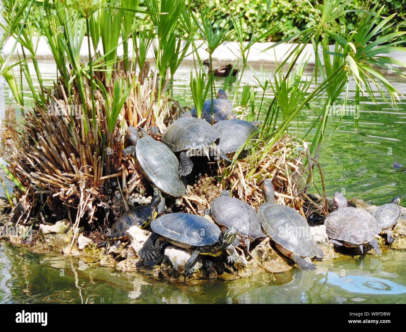Large and small turtles hi-res stock photography and images - Alamy