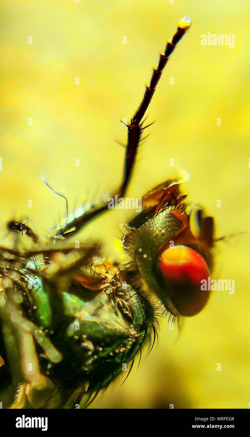 Housefly close up hi-res stock photography and images - Alamy