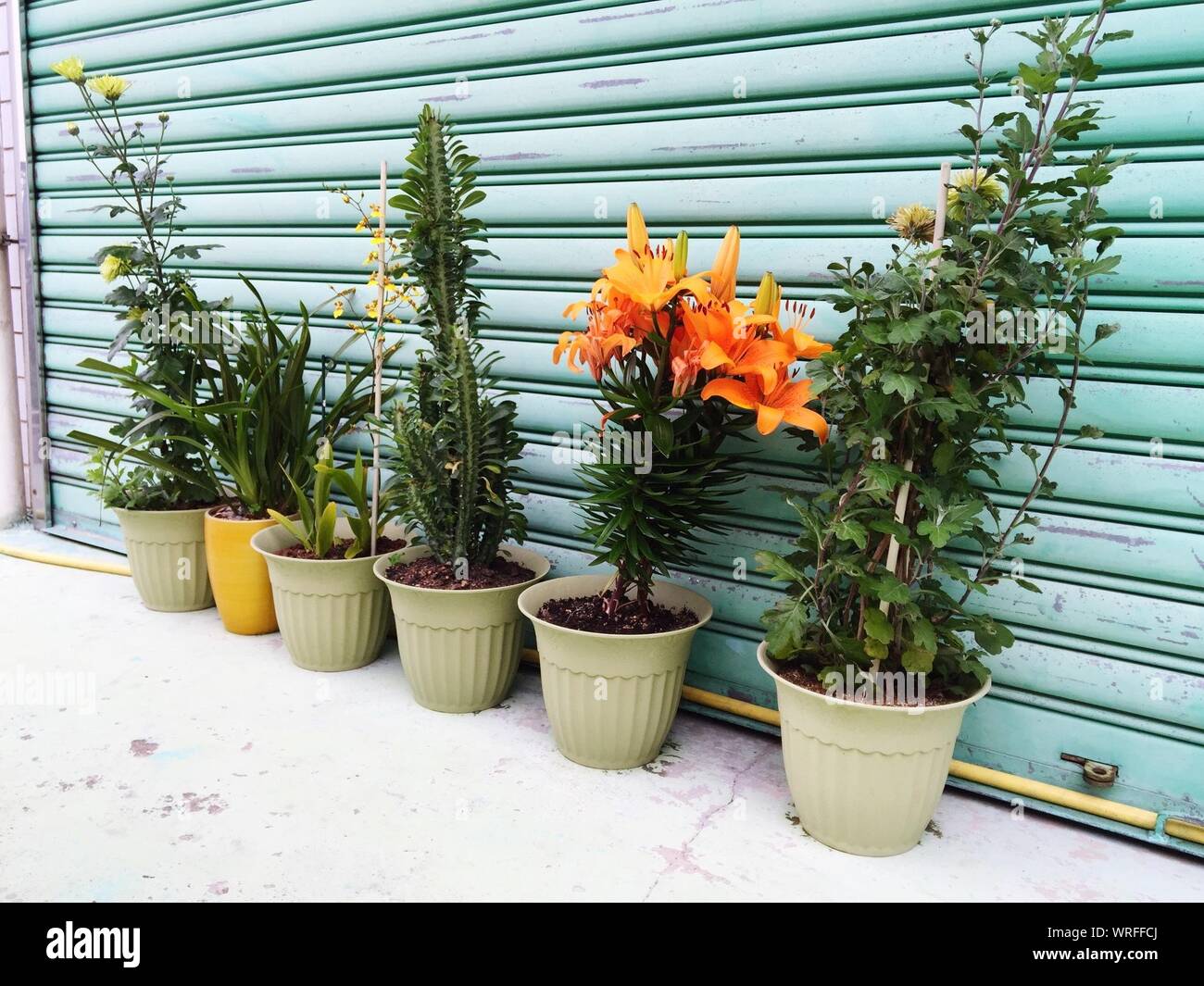 Shutter leaf hi-res stock photography and images - Alamy