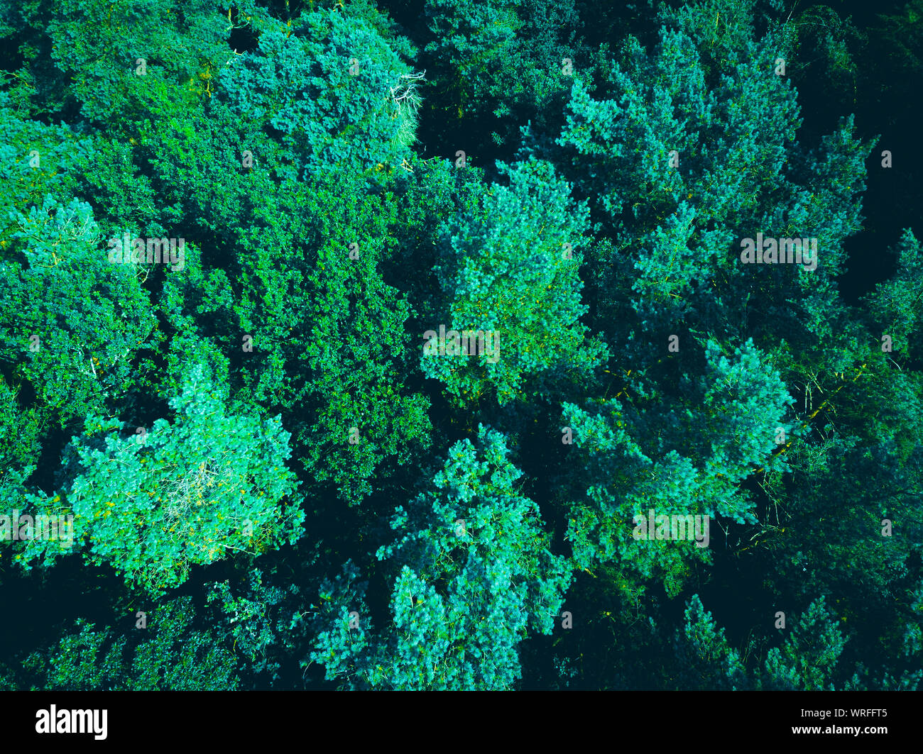 Typical forest hi-res stock photography and images - Alamy