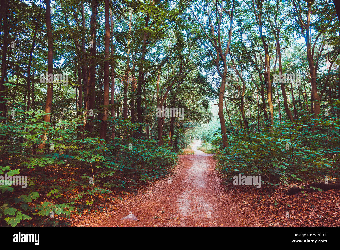 path in a rural forest at usedom Stock Photo - Alamy