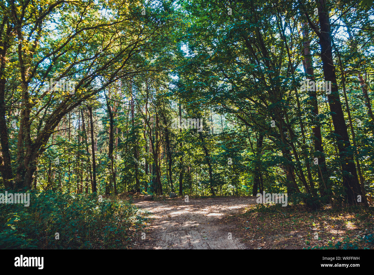 path in a rural forest at usedom Stock Photo - Alamy