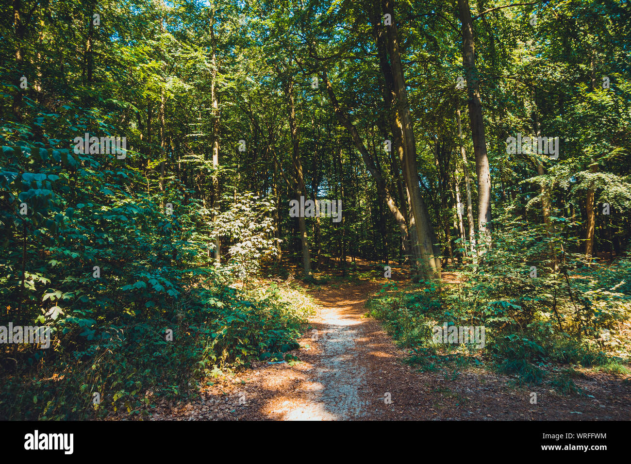path in a rural forest at usedom Stock Photo - Alamy