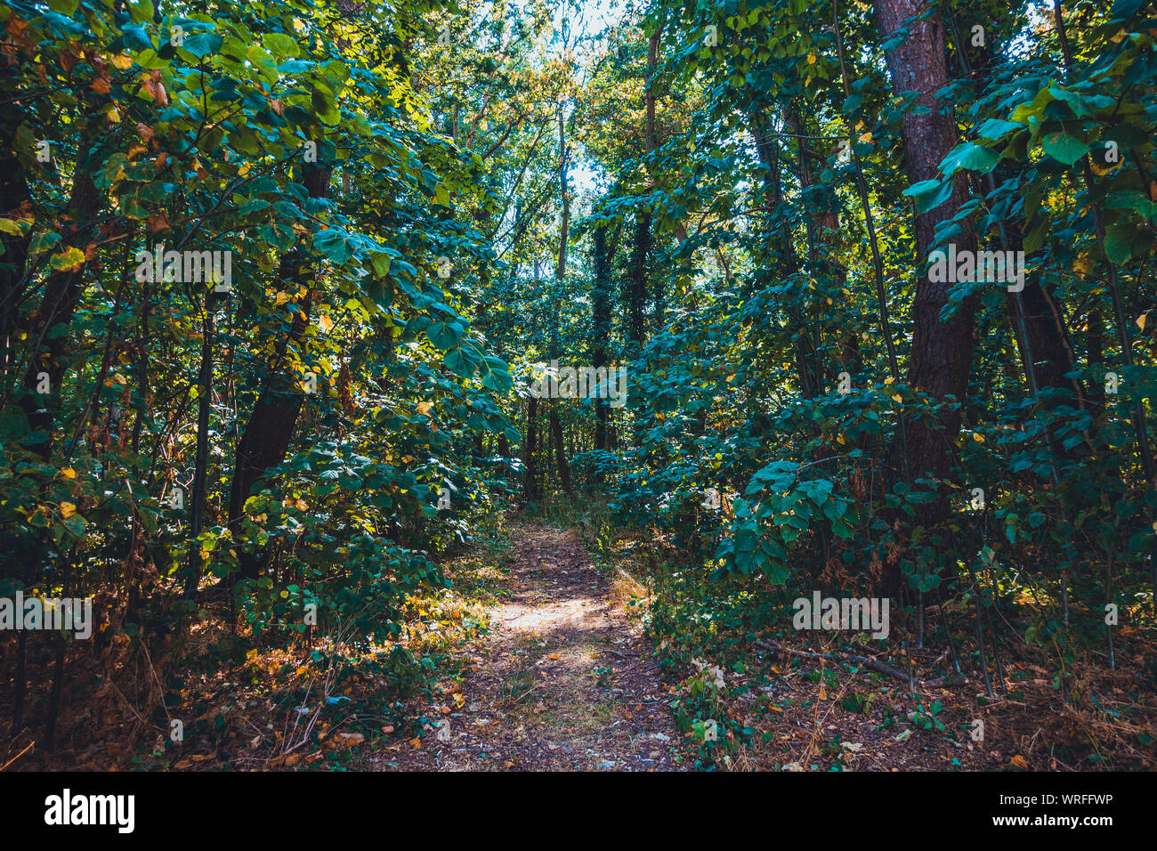 path in a rural forest at usedom Stock Photo - Alamy
