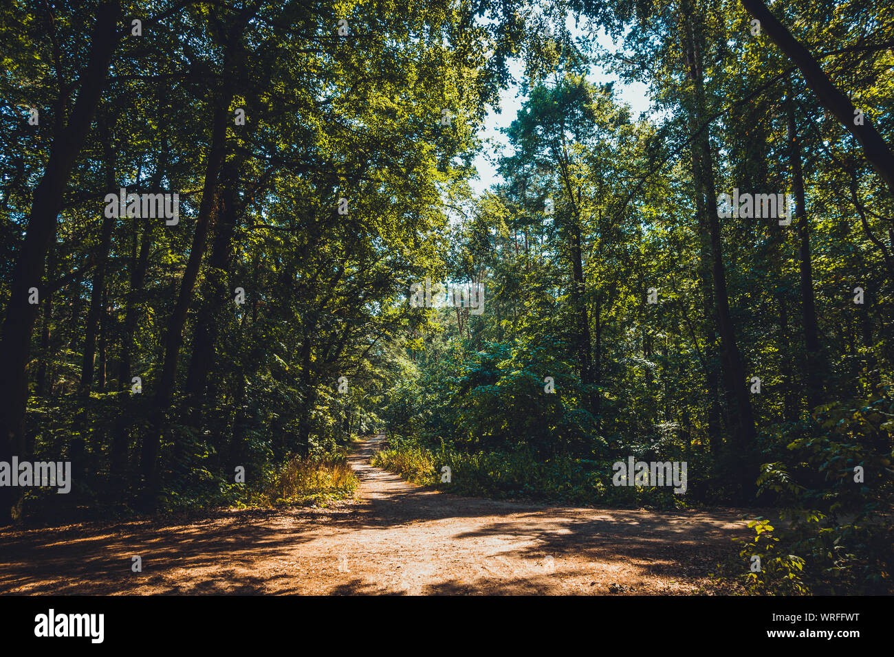 path in a rural forest at usedom Stock Photo - Alamy