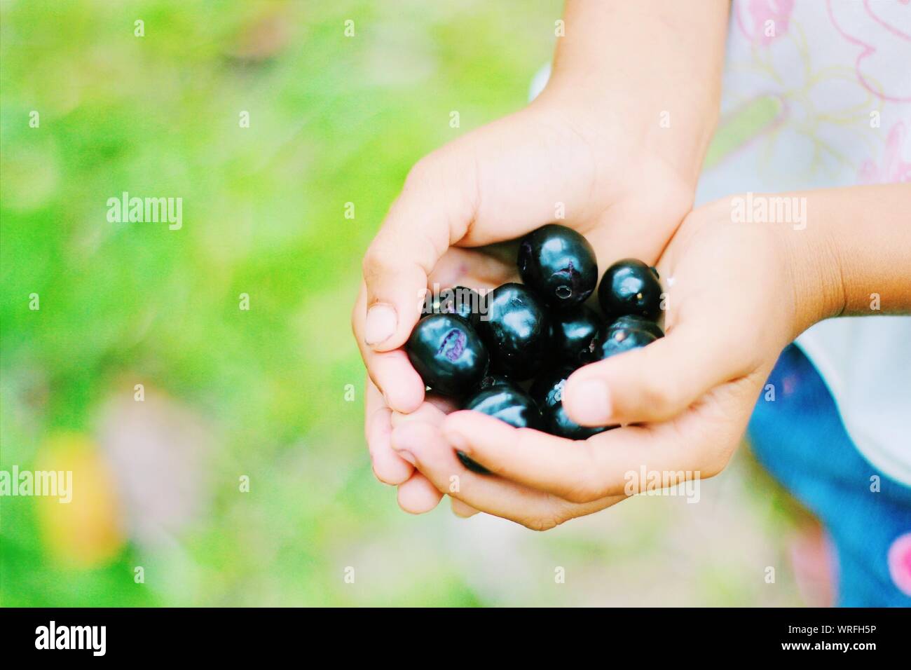 Jamun High Resolution Stock Photography and Images - Alamy