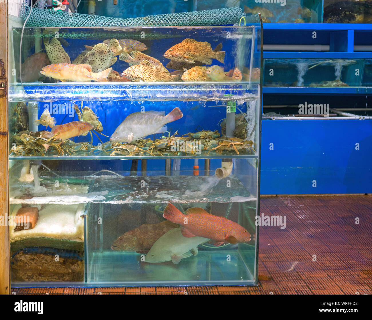 Live Fish in Aquarium at Fishmonger Stall Stock Photo - Alamy