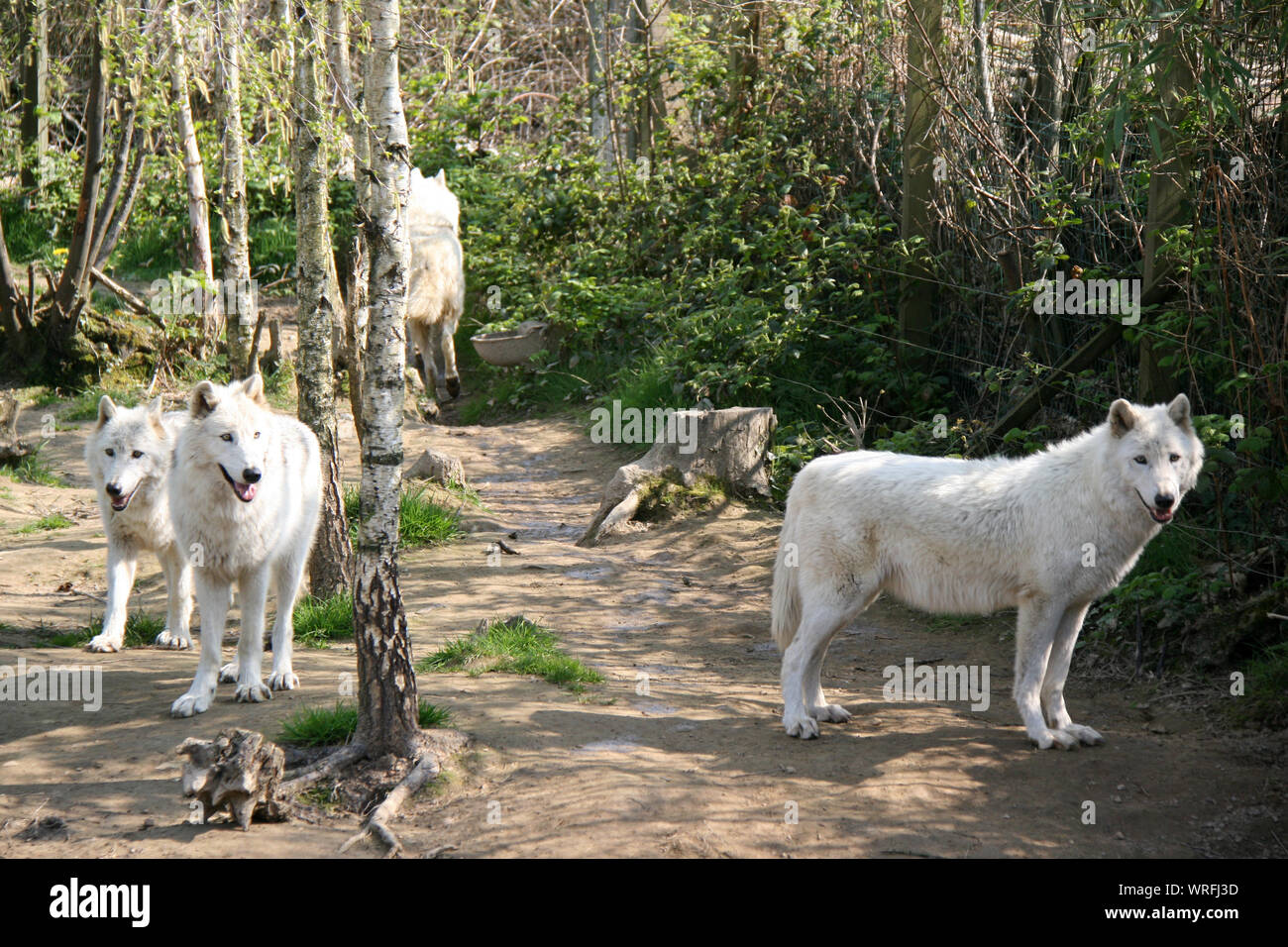 white wolves in a zoo in france Stock Photo - Alamy