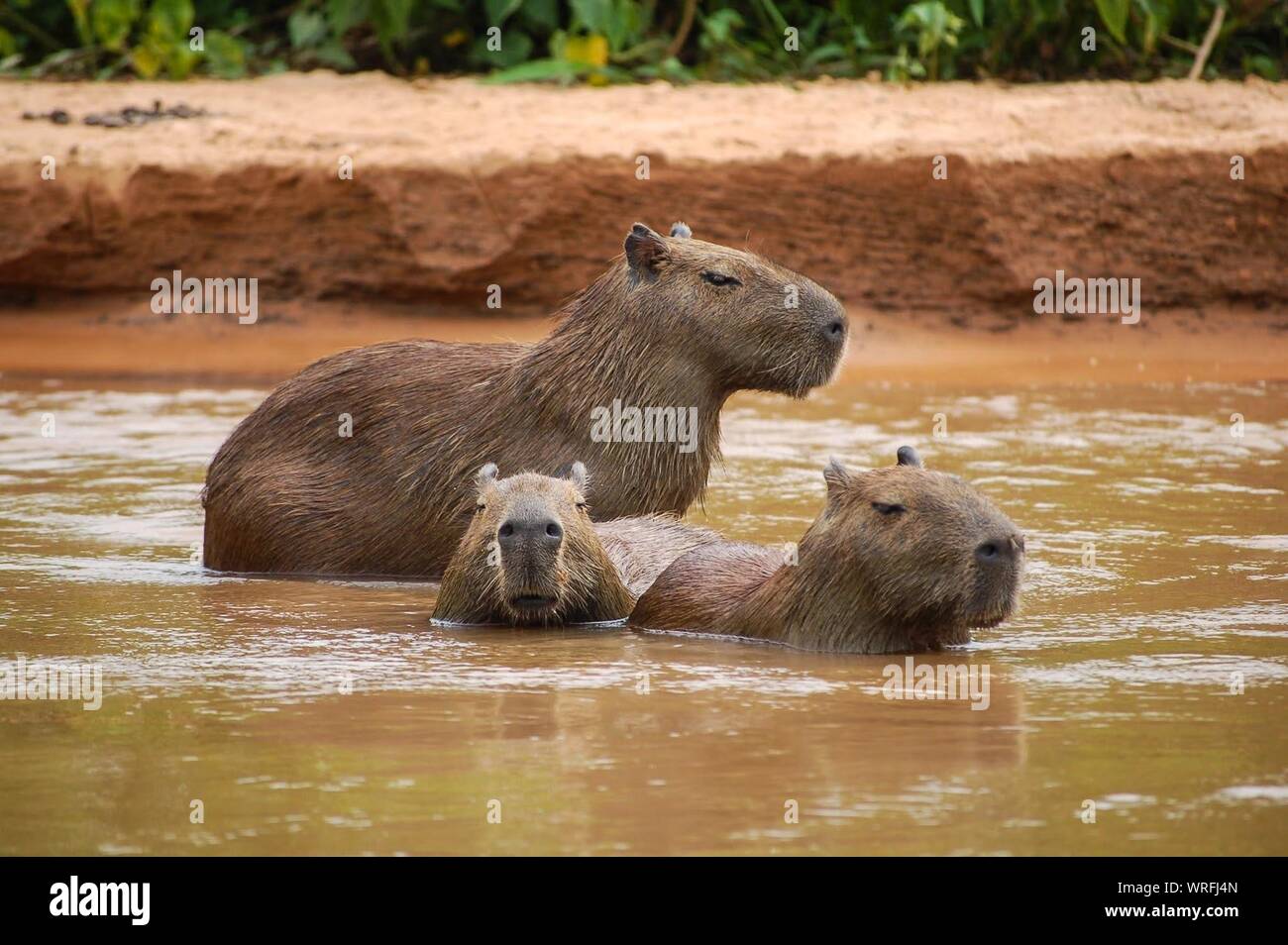 Capybara water hi-res stock photography and images - Alamy