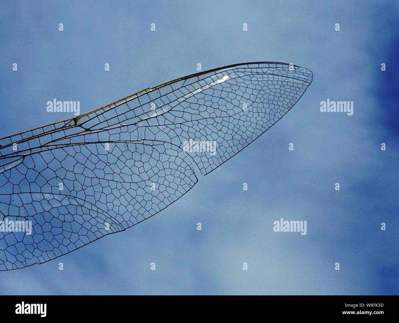 Dragonfly development hi-res stock photography and images - Alamy