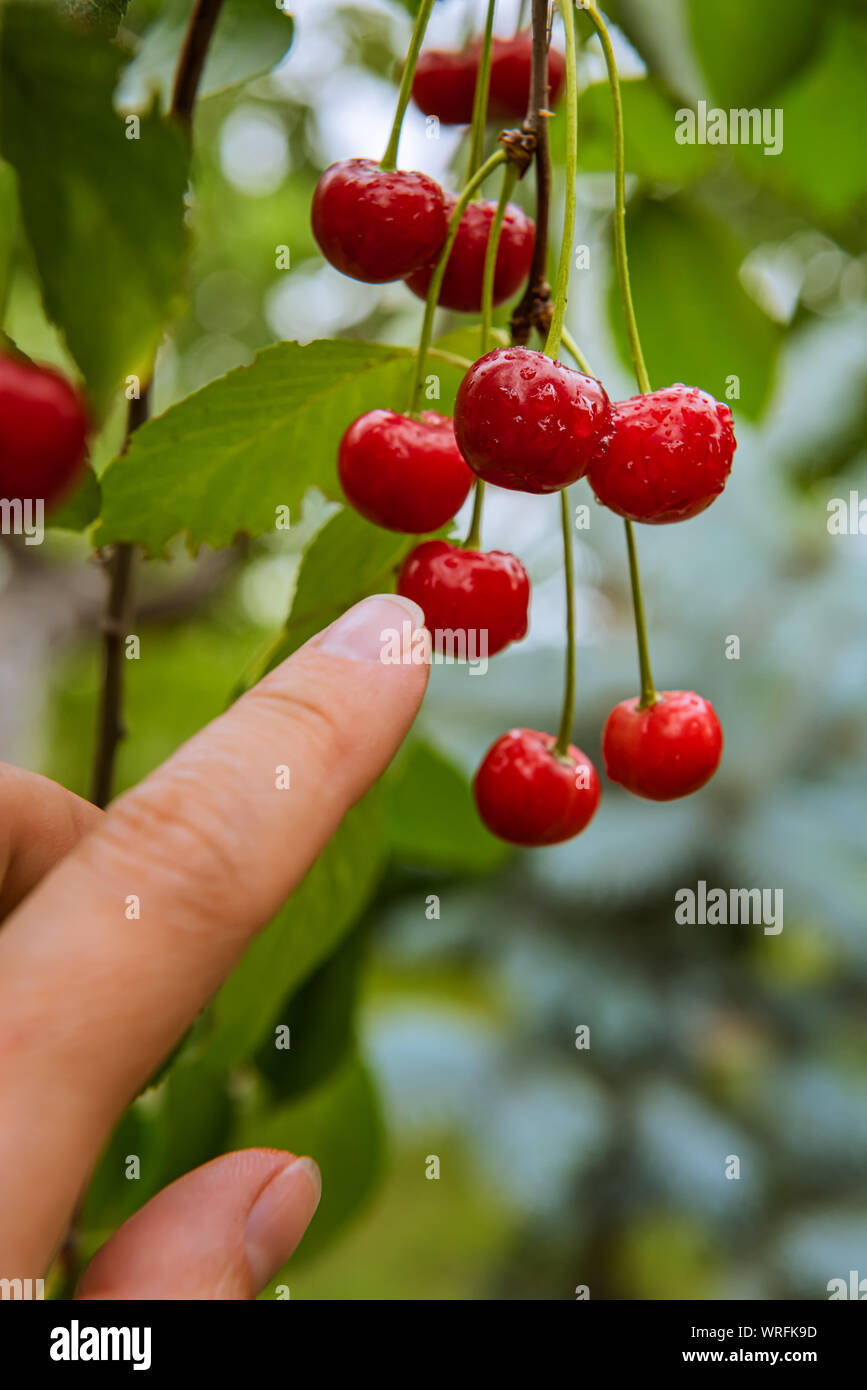 Few fresh ripe organic bright red cherries on tree branch. Farmer's ...