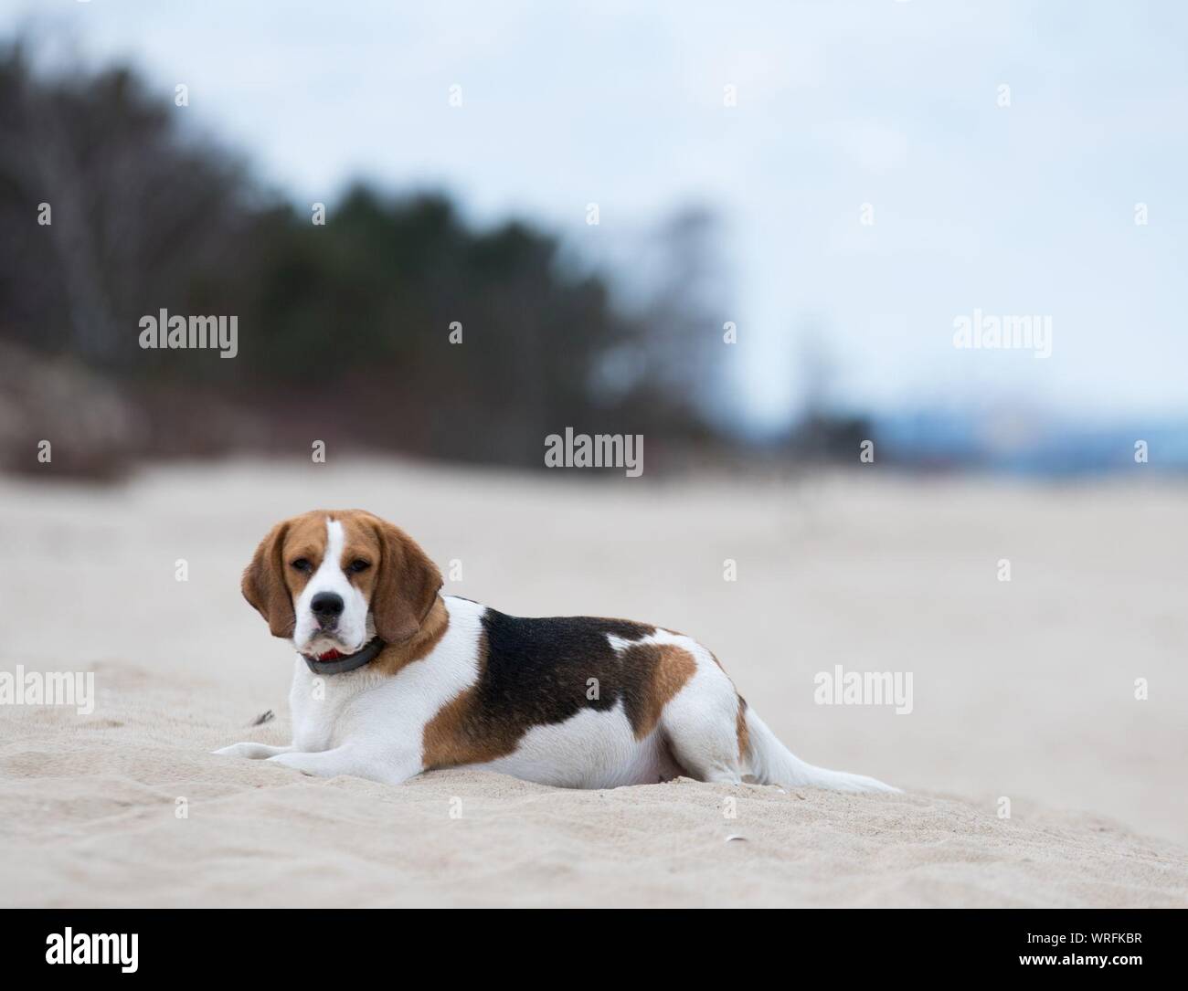 Beagle beach hi-res stock photography and images - Alamy
