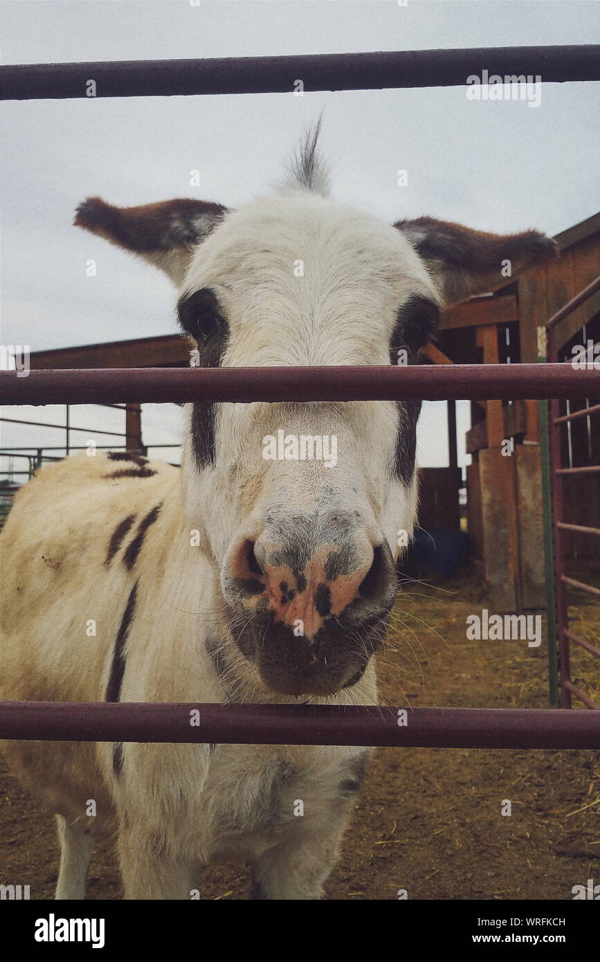 Donkey behind the fence hi-res stock photography and images - Alamy