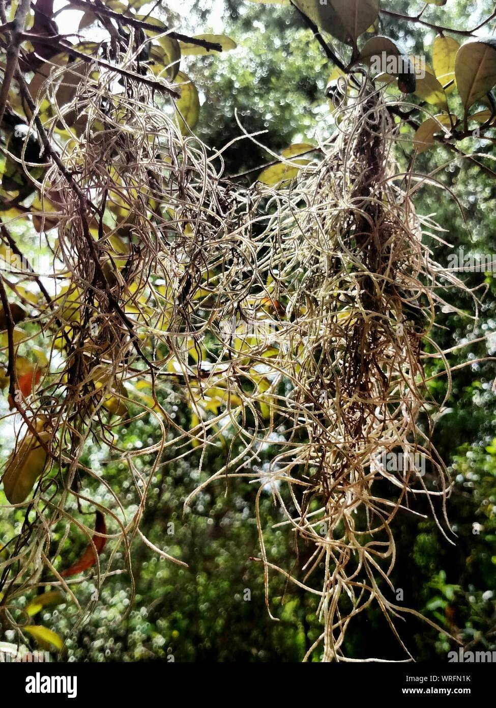 Dodder High Resolution Stock Photography and Images - Alamy