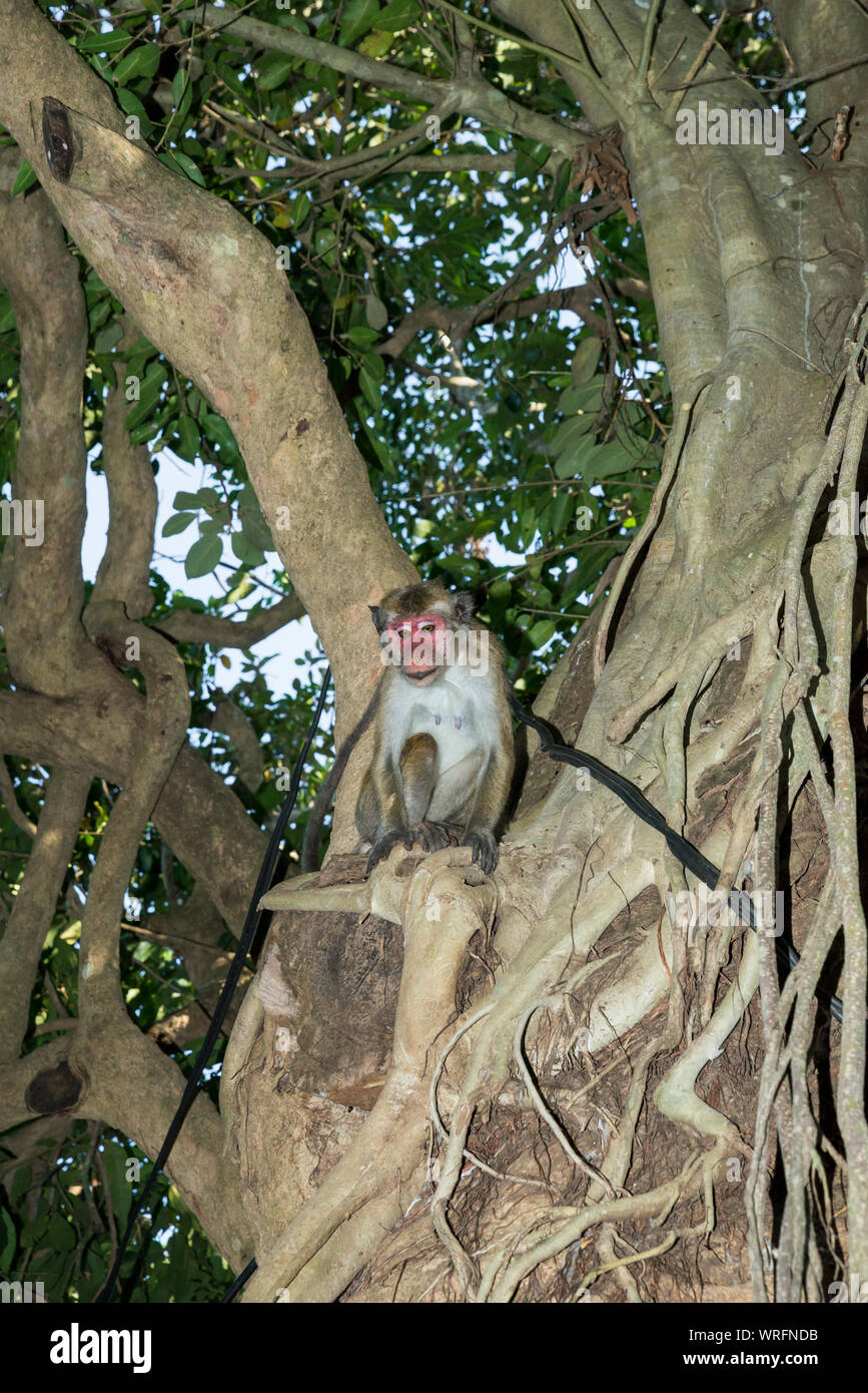 Monkey sitting on a tree, Sri Lanka, Asia Stock Photo - Alamy