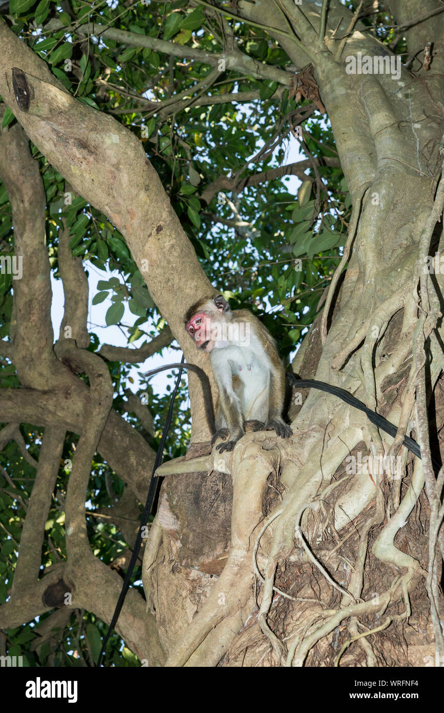 Monkey sitting on a tree, Sri Lanka, Asia Stock Photo - Alamy