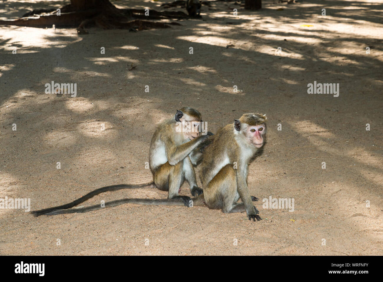 Monkeys grooming each other, Sri Lanka, Asia Stock Photo - Alamy