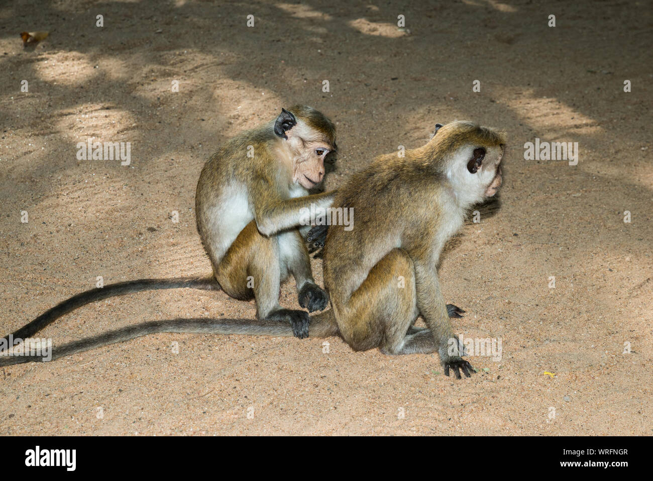 Monkeys lice hi-res stock photography and images - Alamy