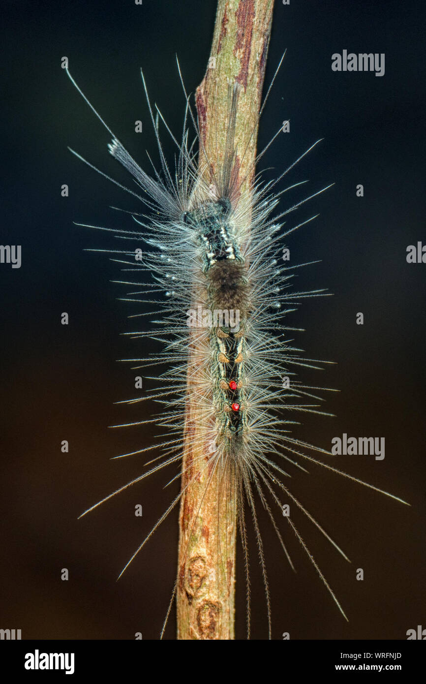 Crawling plant hi-res stock photography and images - Alamy