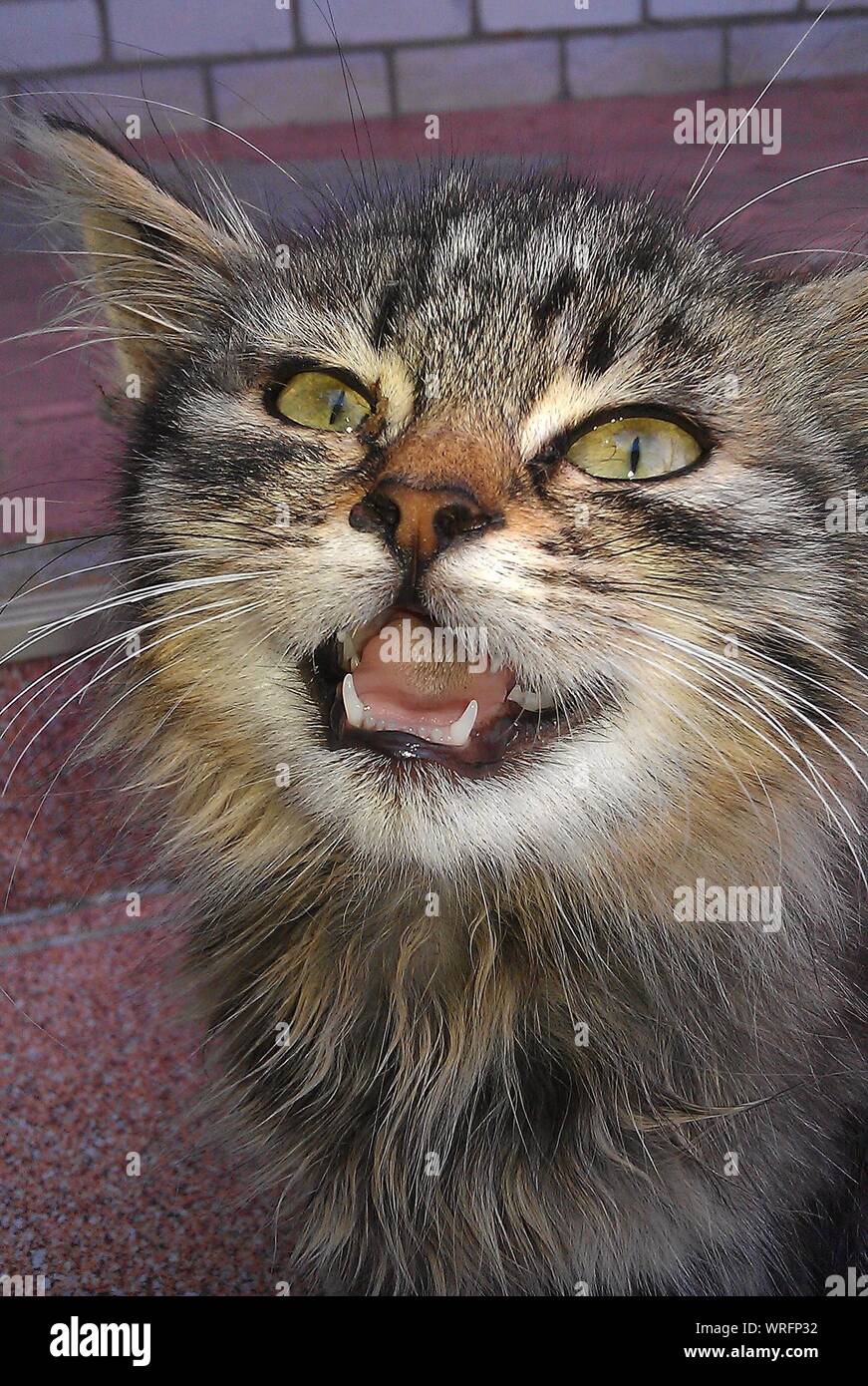 Cat head with open mouth hi-res stock photography and images - Alamy