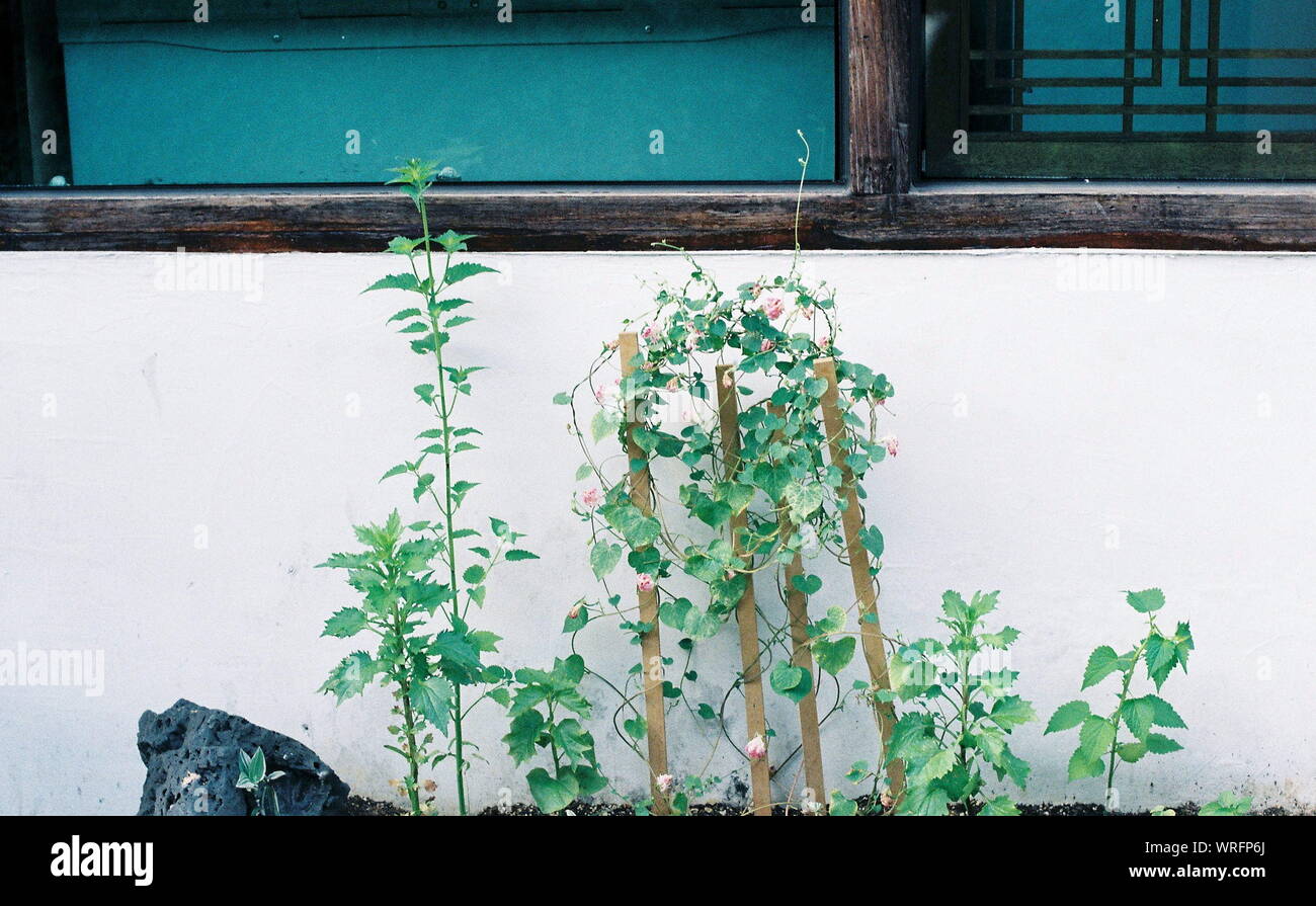 Overgrowing plants hi-res stock photography and images - Alamy