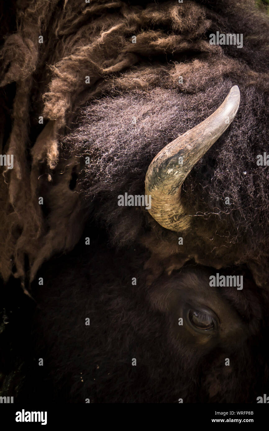 Close up of bison hi-res stock photography and images - Alamy