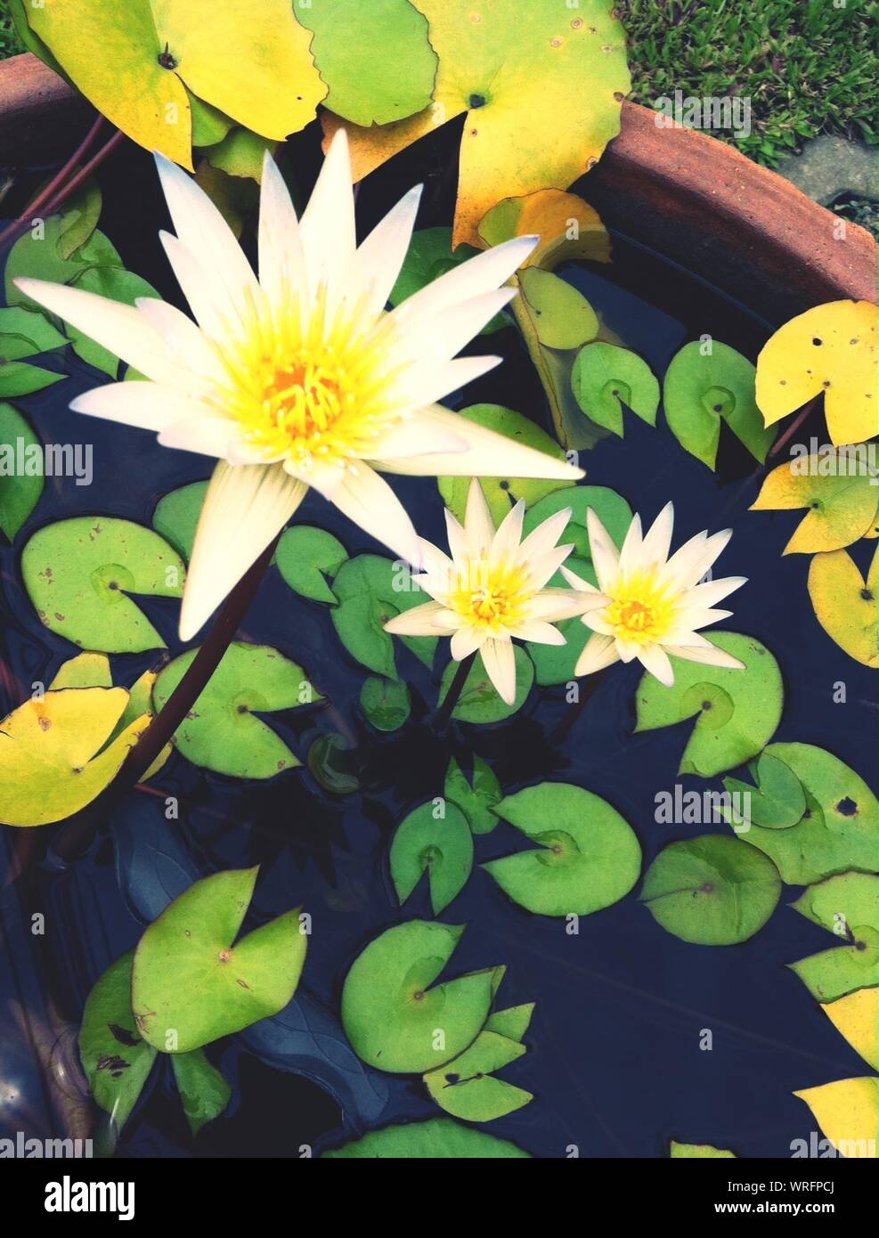 Water pot lily hi-res stock photography and images - Alamy