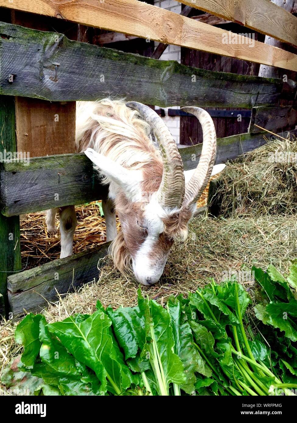 Stuck In The Fence High Resolution Stock Photography and Images - Alamy