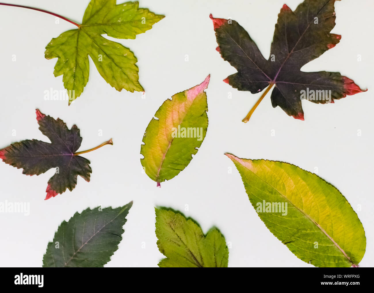 Colorful summer and autumn leaves Stock Photo - Alamy