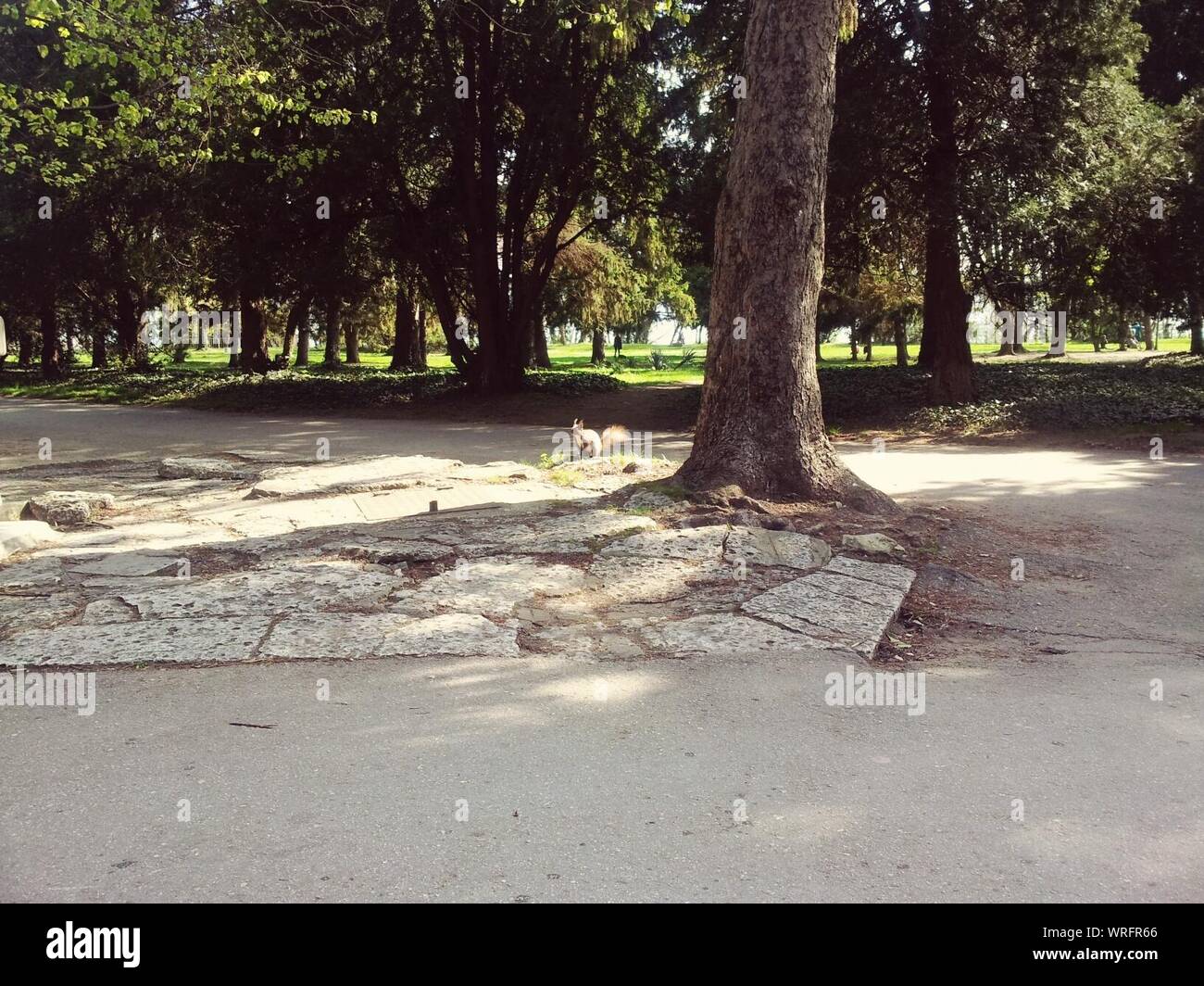 Rabbit tree trunk hi-res stock photography and images - Alamy