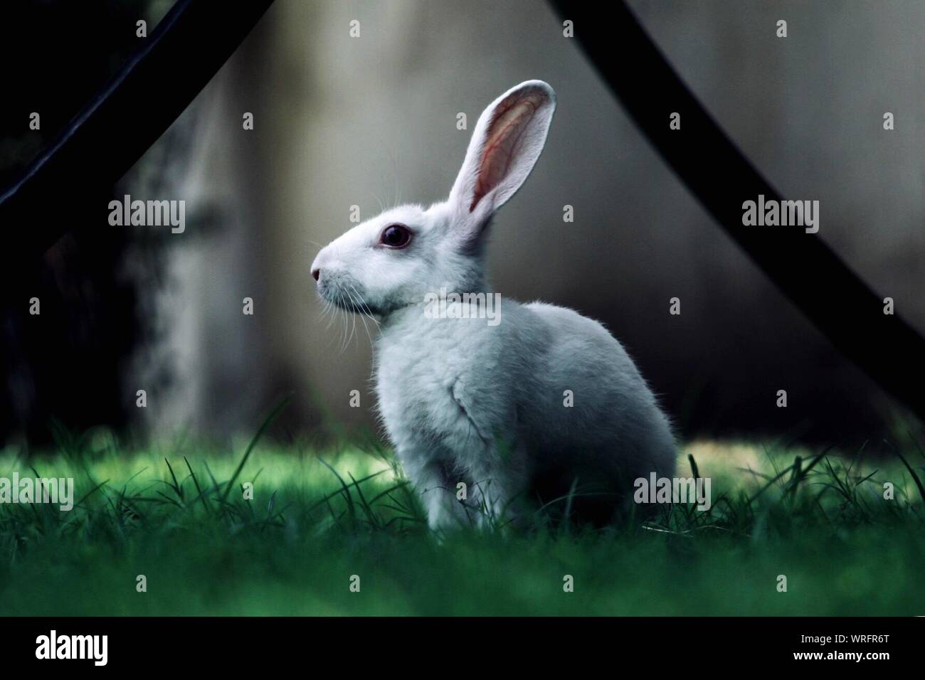 Rabbit close up in grass hi-res stock photography and images - Alamy