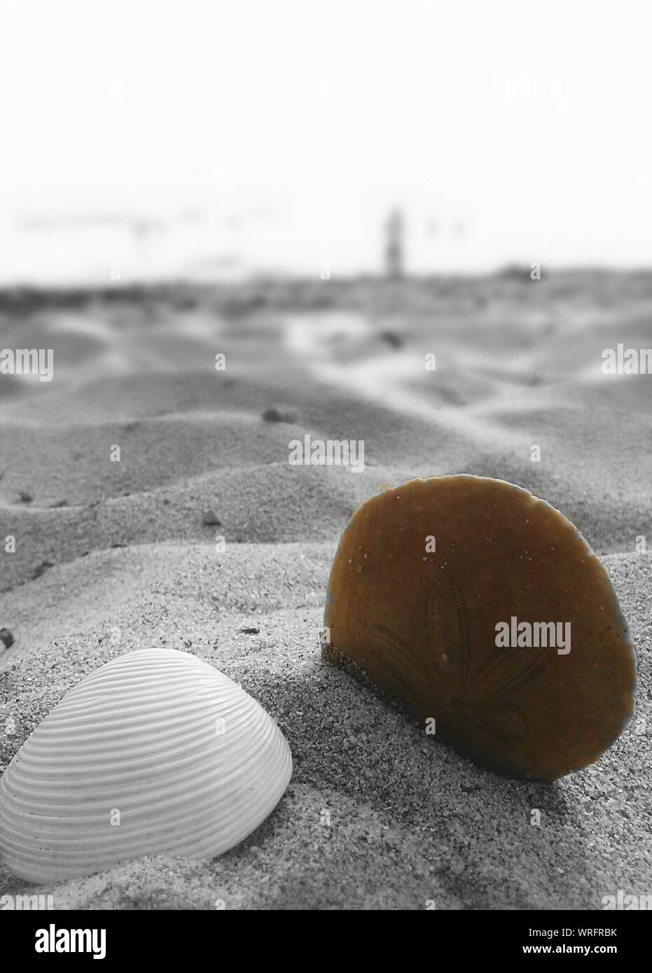 Dollar shell hi-res stock photography and images - Alamy