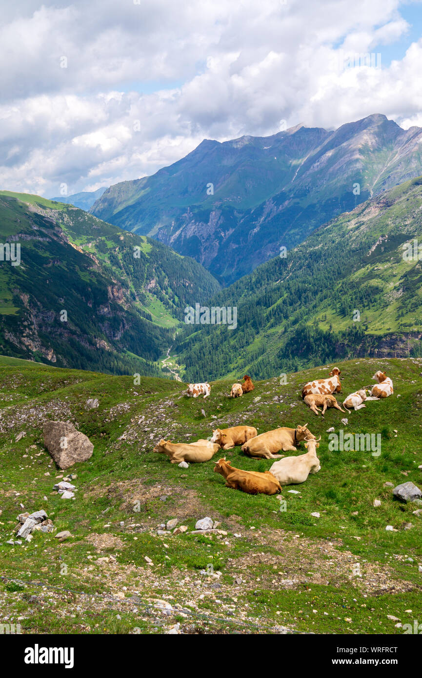 Group of cows are resting on a green pasture on a background of ...