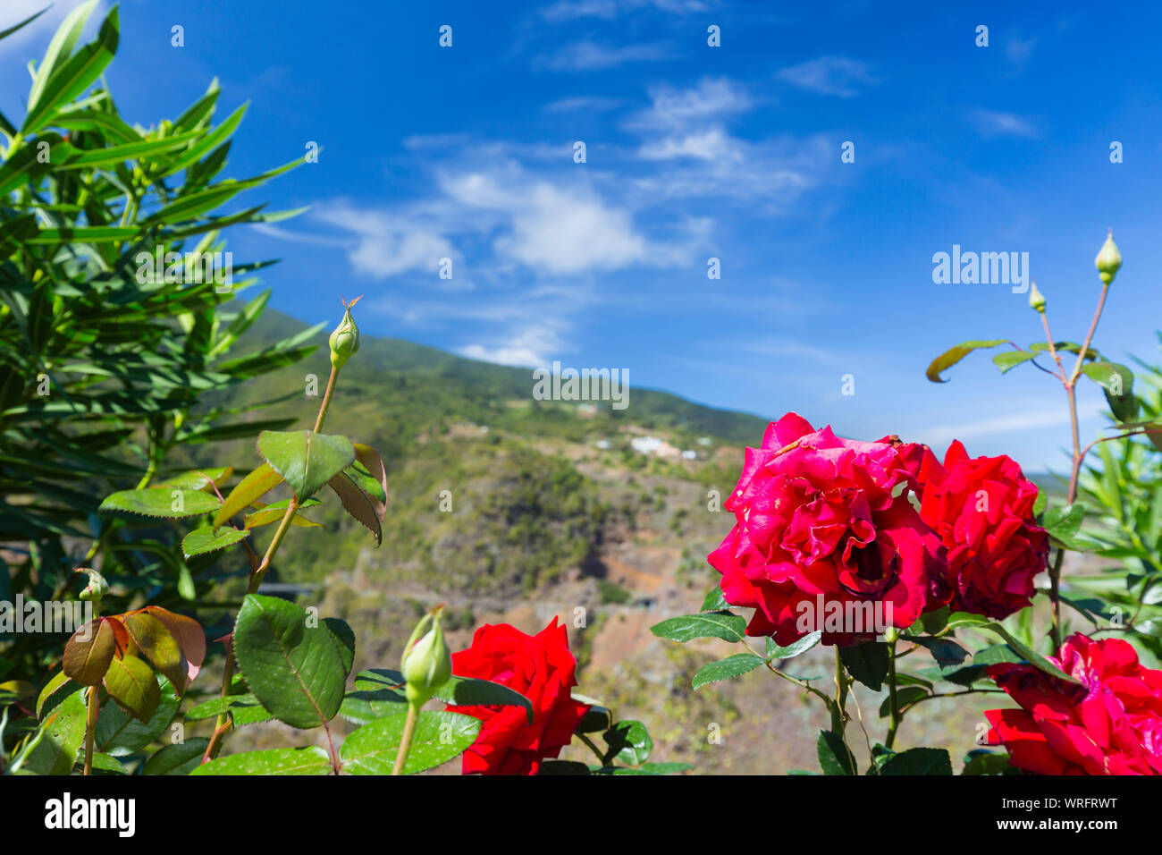 Roses with mountains view hi-res stock photography and images - Alamy