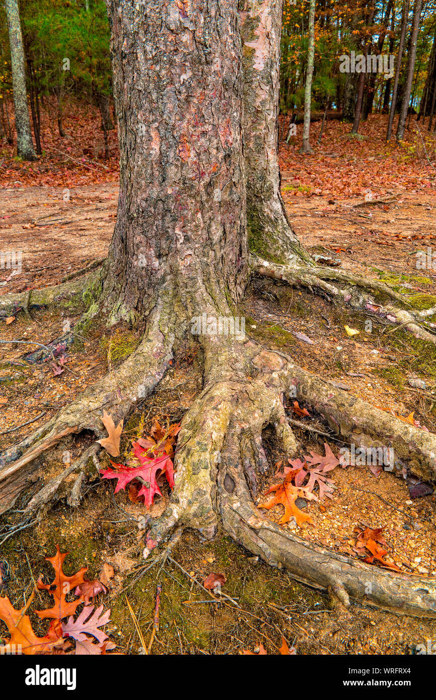 A single tree close up with exposed roots branching outward with leaves ...