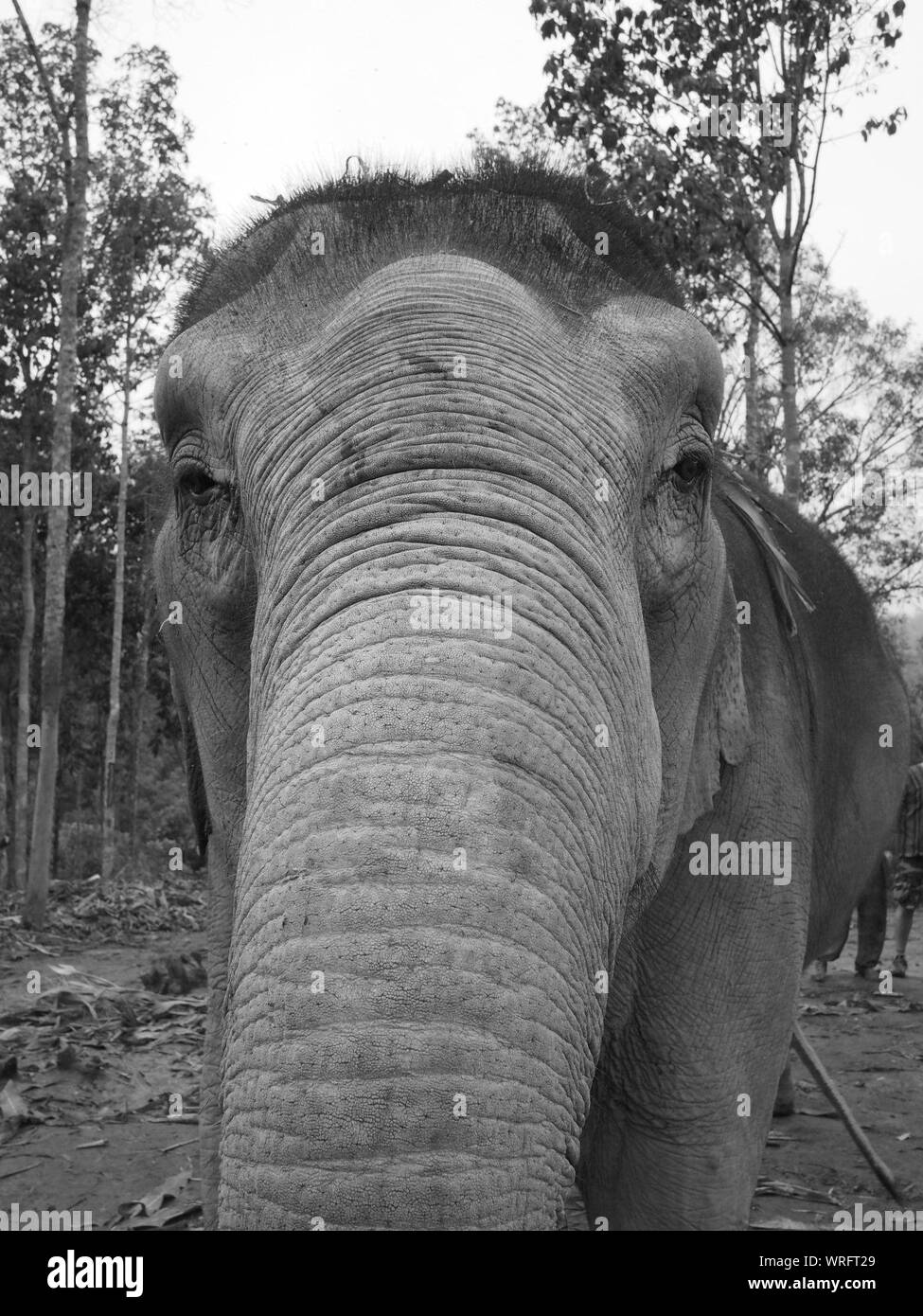 Person tree hi-res stock photography and images - Alamy