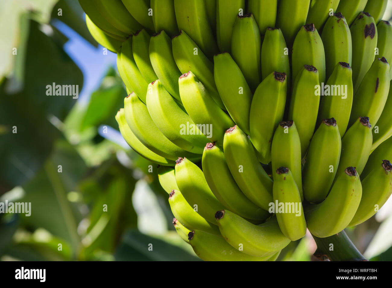 Banana tree yellow hi-res stock photography and images - Alamy
