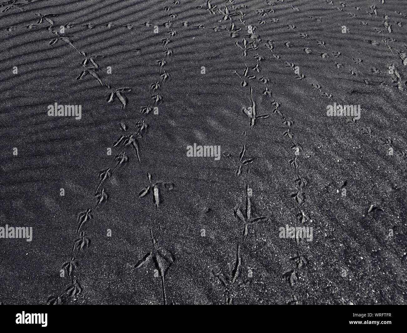 Sand duck hi-res stock photography and images - Alamy