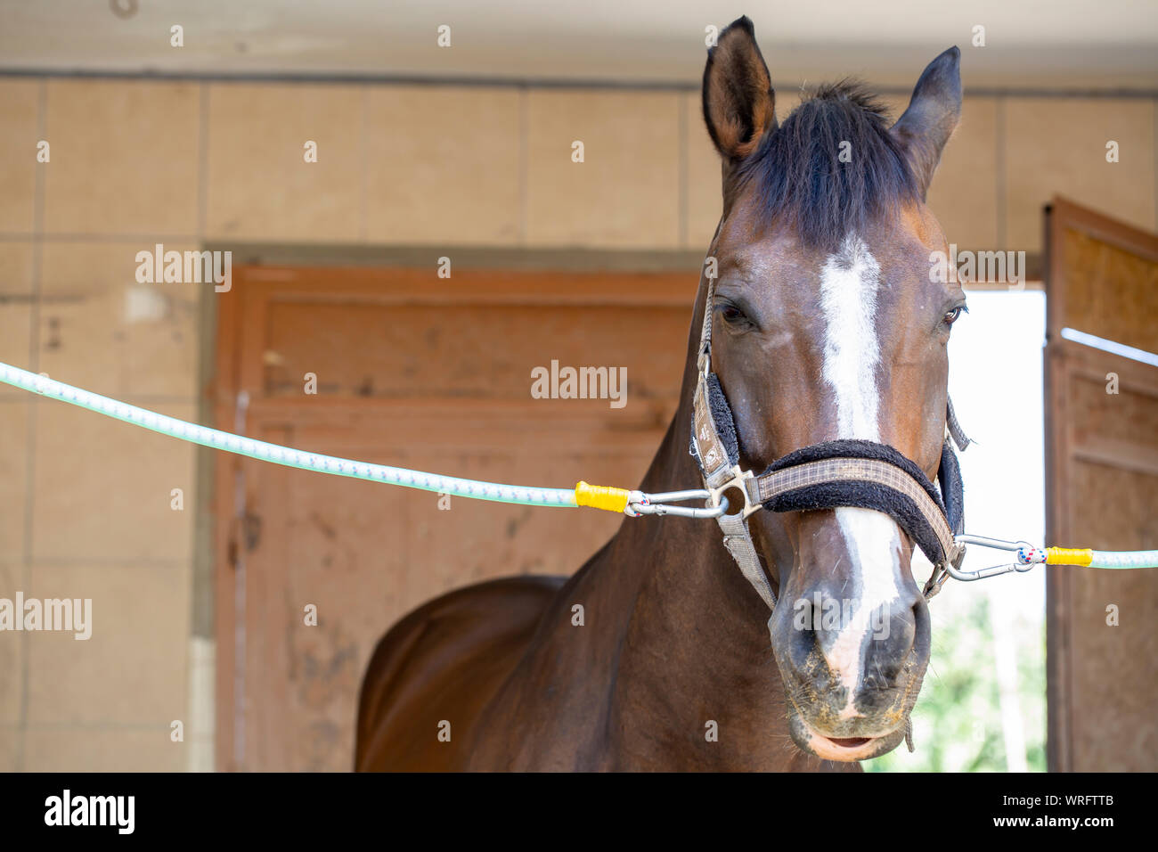 Stable and Horse, Race horse care Stock Photo - Alamy